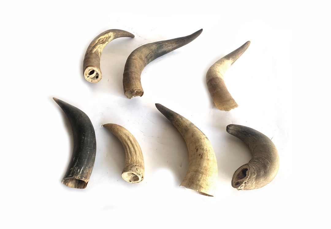 Mixed Lot of Steer Horns ... Cow Horns, Western Decor, Natural Raw Horn ...