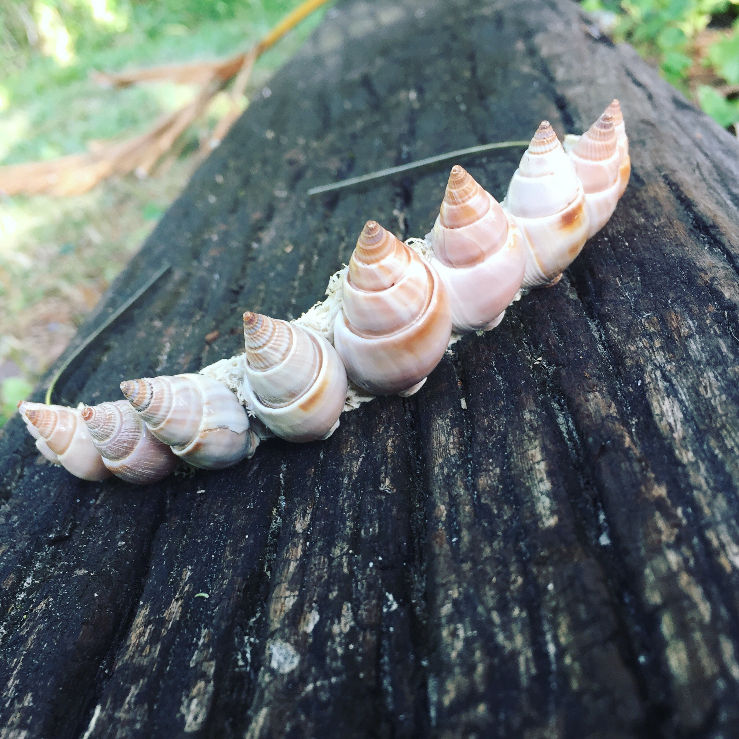 Seashell Crown Shell Tiara Mermaid Tiara Bridal Headpiece | Etsy