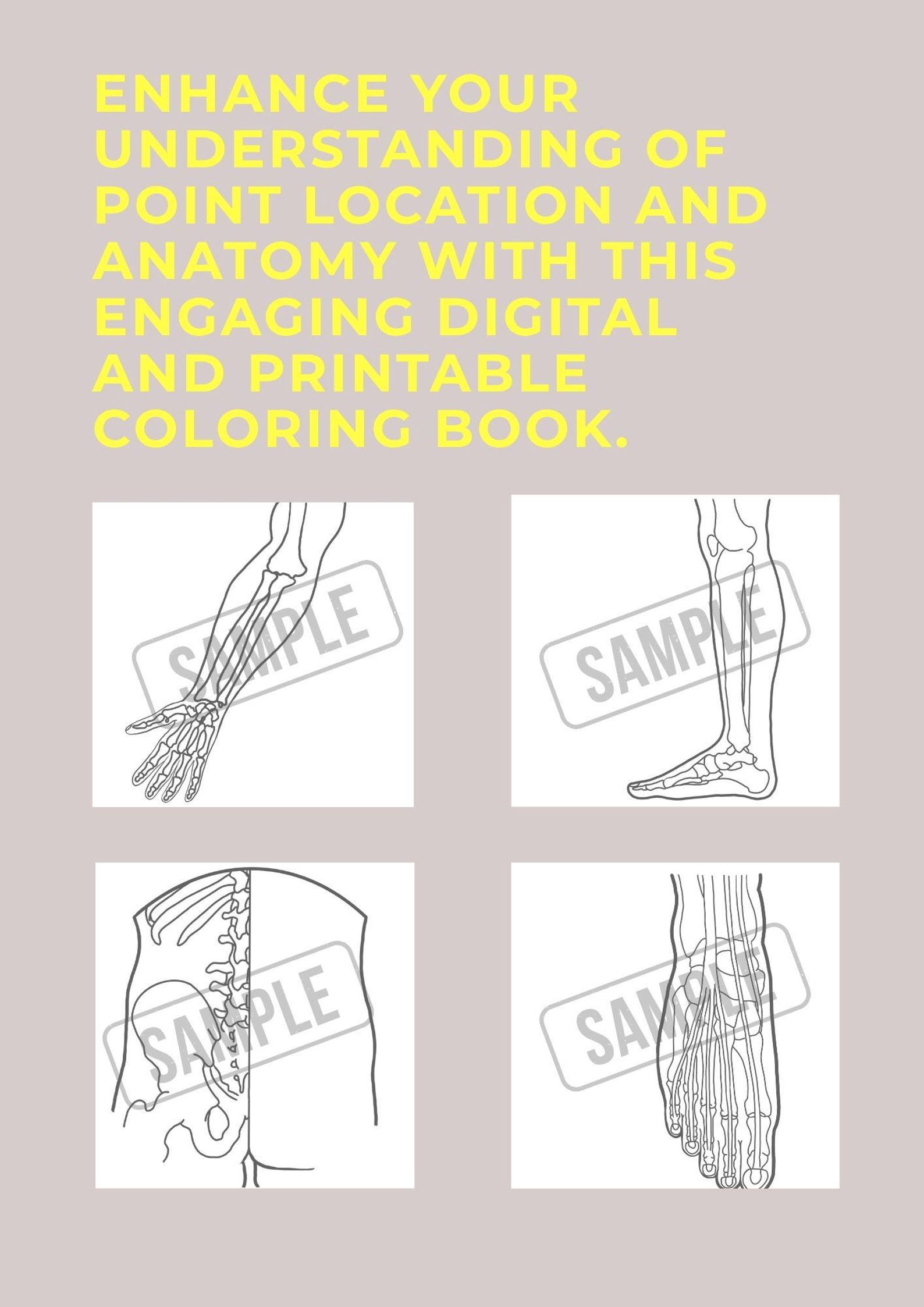 TCM- Acupuncture Points Location Coloring Book. Based off of Peter ...