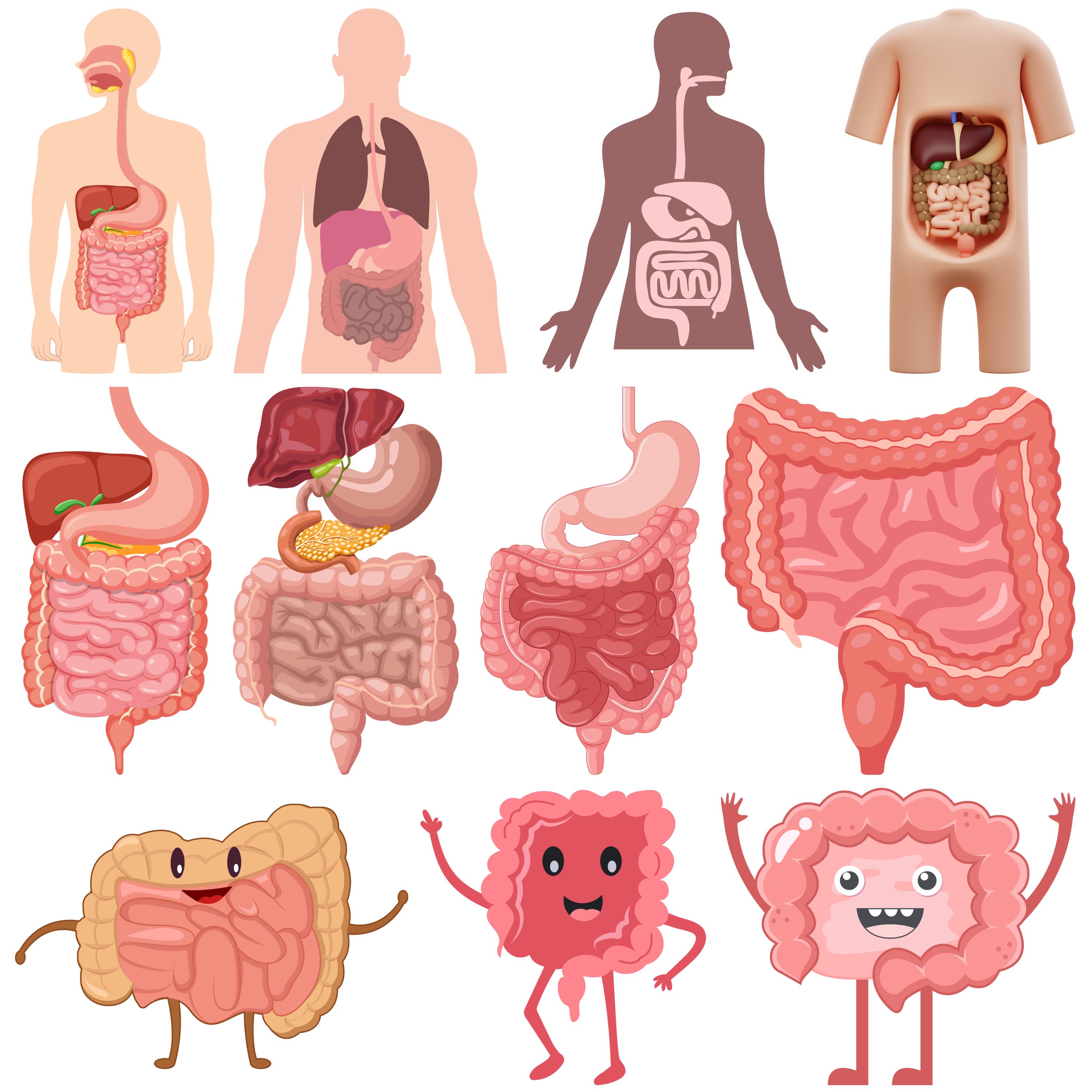 Digestive System SVG Bundle, Anatomy Clipart (digital Download) - Etsy