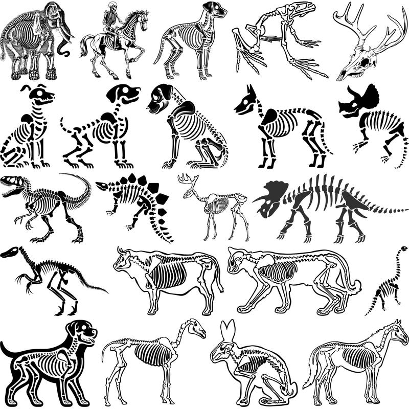 Animal Skeleton - Etsy