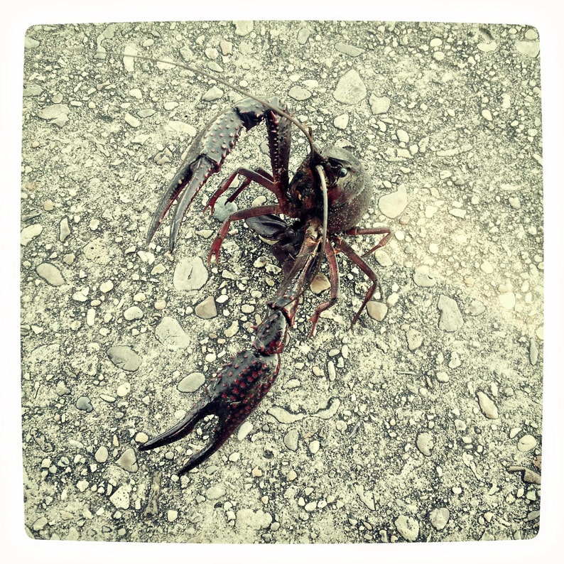 Crawfish Fight Stance! by J. Ensley - Etsy