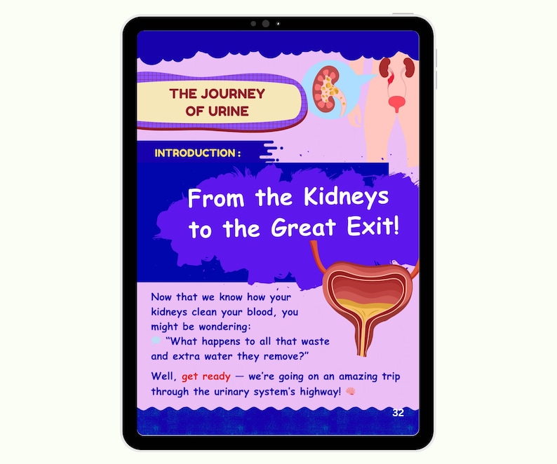 Urinary System Workbook | Kidney & Anatomy Activities | Human Body ...