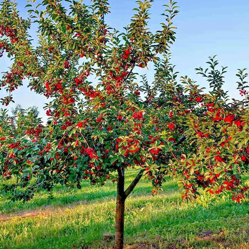 5 Sweet Mazzard Cherry Tree Seeds – Edible Prunus Avium, Fast Growing ...