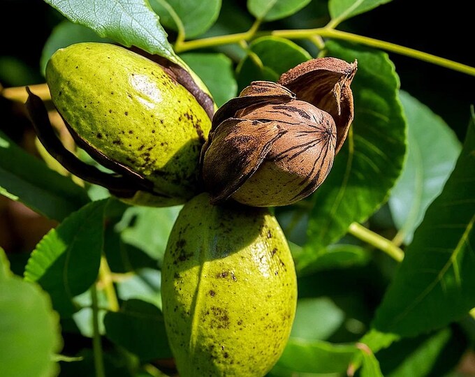 5 Northern Sweet Pecan Tree Seeds – Hardy Carya Illinoinensis, Edible ...