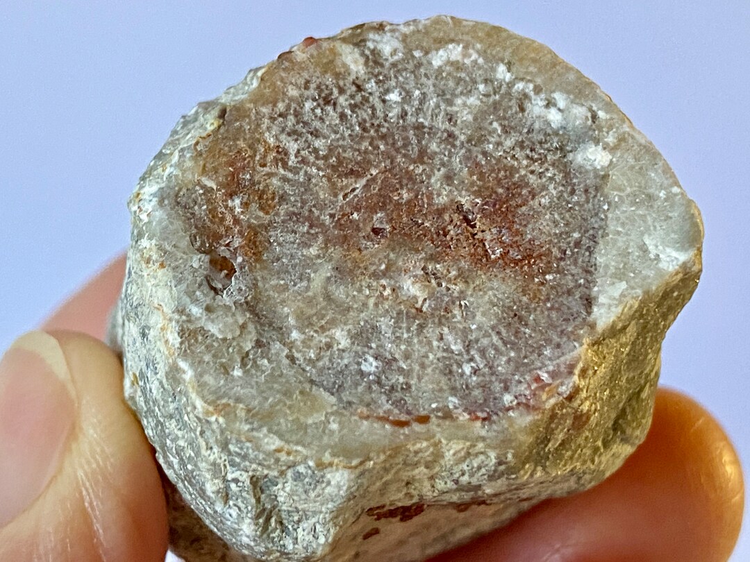 1.5" 59g "ancient Wisdom"~ Utah Salmon Pink Fossilized HORN CORAL Large ...