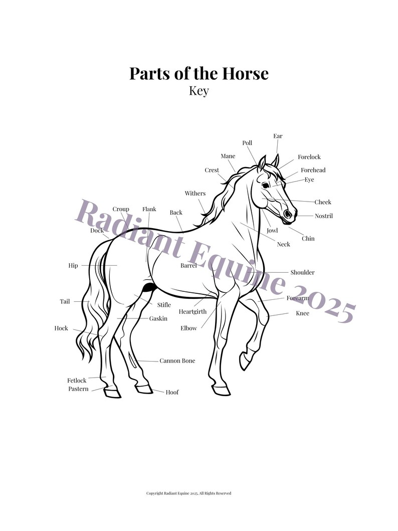 Parts of the Horse Worksheet Packet - Etsy