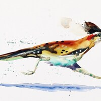 ROADRUNNER Wildlife Watercolor Bird Print by Dean Crouser - Etsy