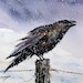 RAVEN in Snow Watercolor Winter Bird Print by Dean Crouser - Etsy