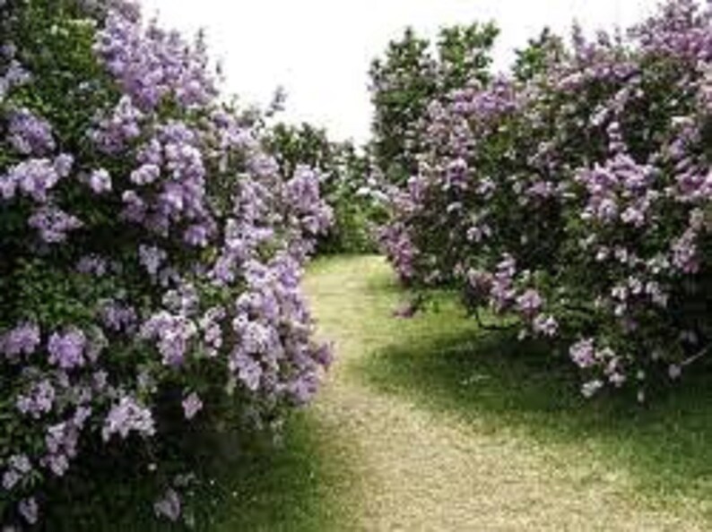 LILAC SENSATION Syringa Vulgaris 1 1 Grade Lilac Bush | Etsy