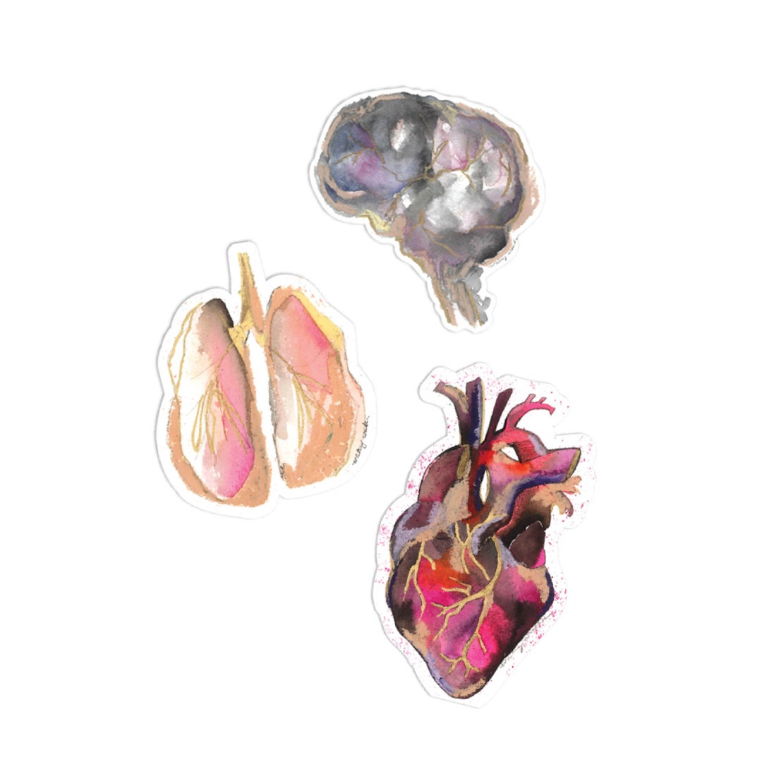 Anatomy Stickers - Etsy