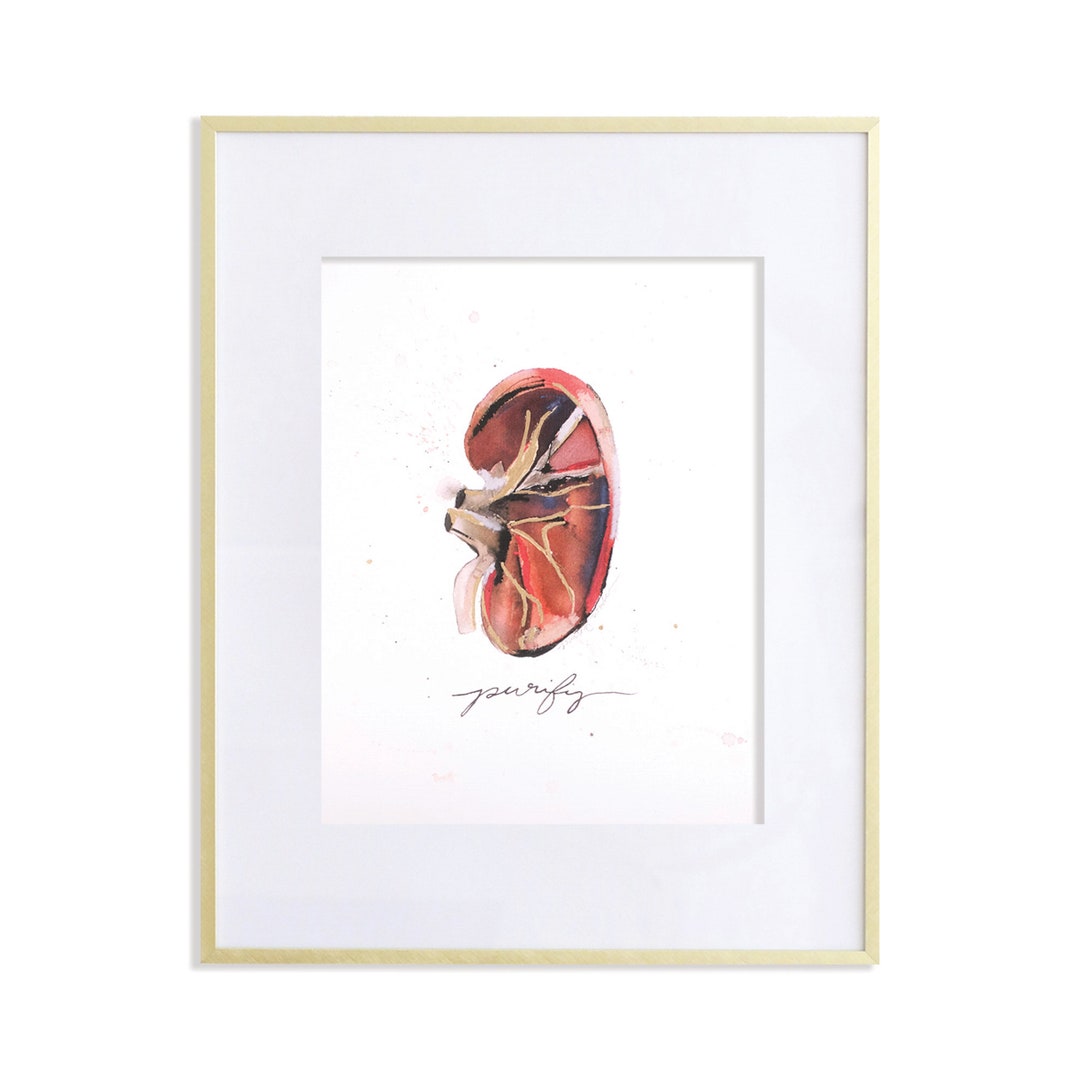 8x10 "purify" Anatomical Kidney Print - Etsy