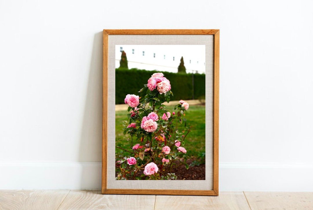 Canberra Rose Gardens - Photography Print - Wall Art Photo - Old ...