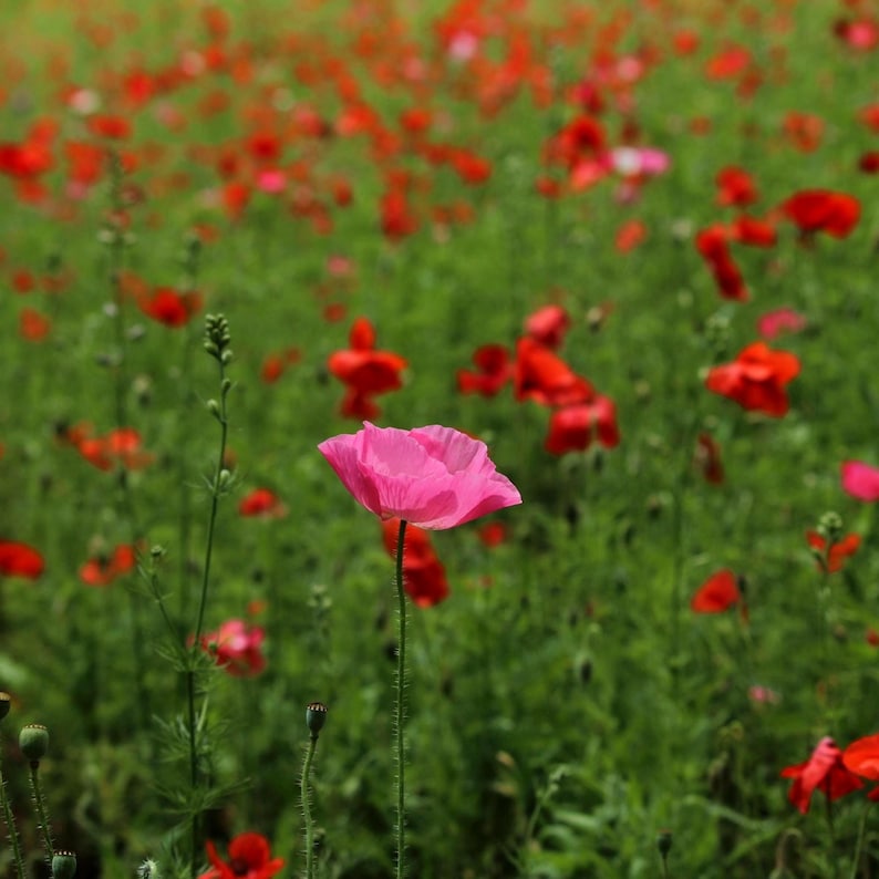The One in Pink – Poppy Field Photography | Nature Wall Art | Botanical ...
