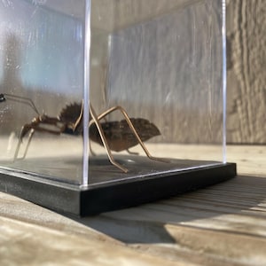 Assassin Bug Built From Computer Parts - Etsy