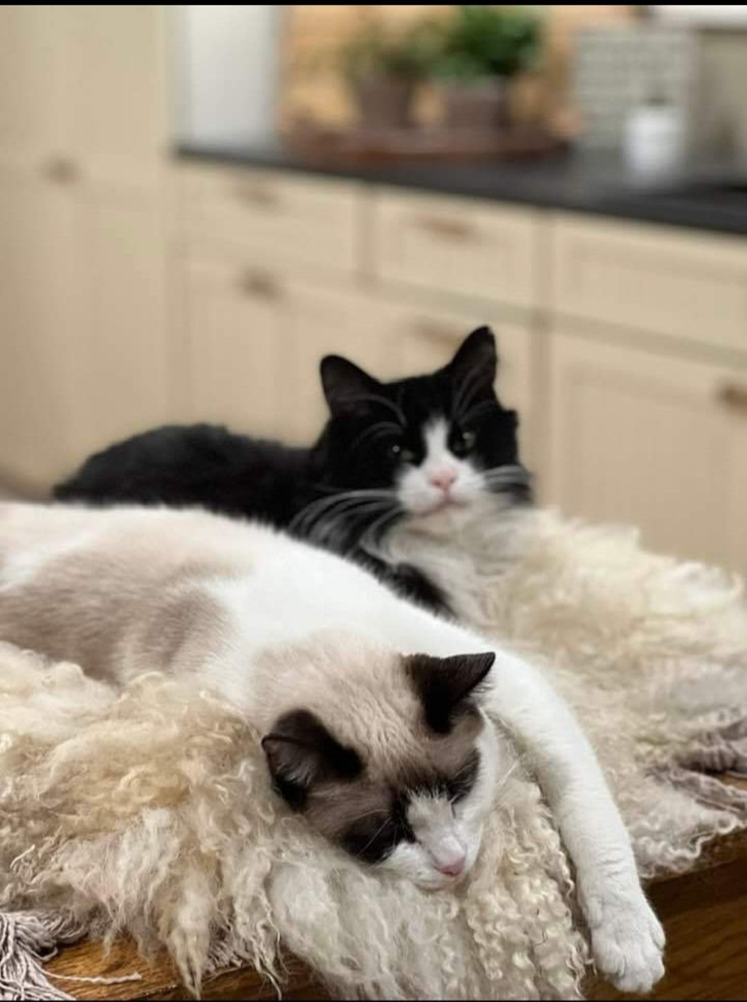 Hand Made Pet Bed Sheep Friendly Felted Fleece Dog Cat Bed Liner - Etsy