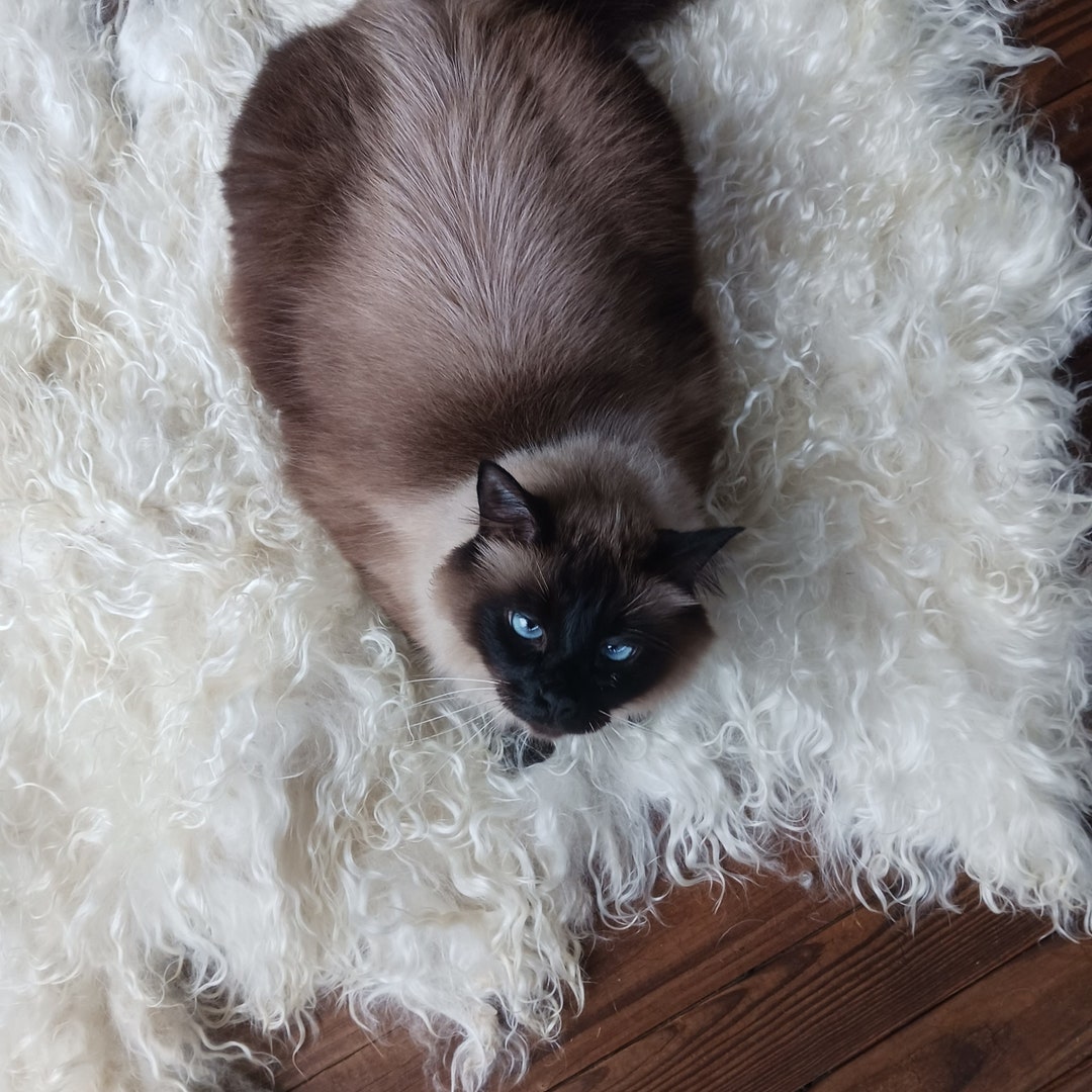 Hand Made Pet Bed Sheep Friendly Felted Fleece Dog Cat Bed Liner - Etsy