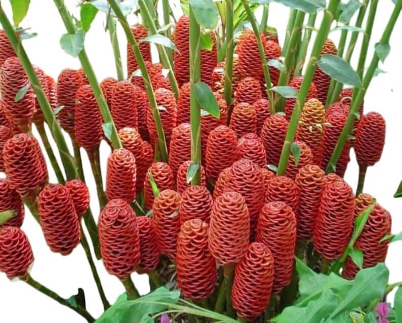 6 Fresh Shampoo Ginger Plant Rhizomes Shampoo Ginger Roots Zingiber ...