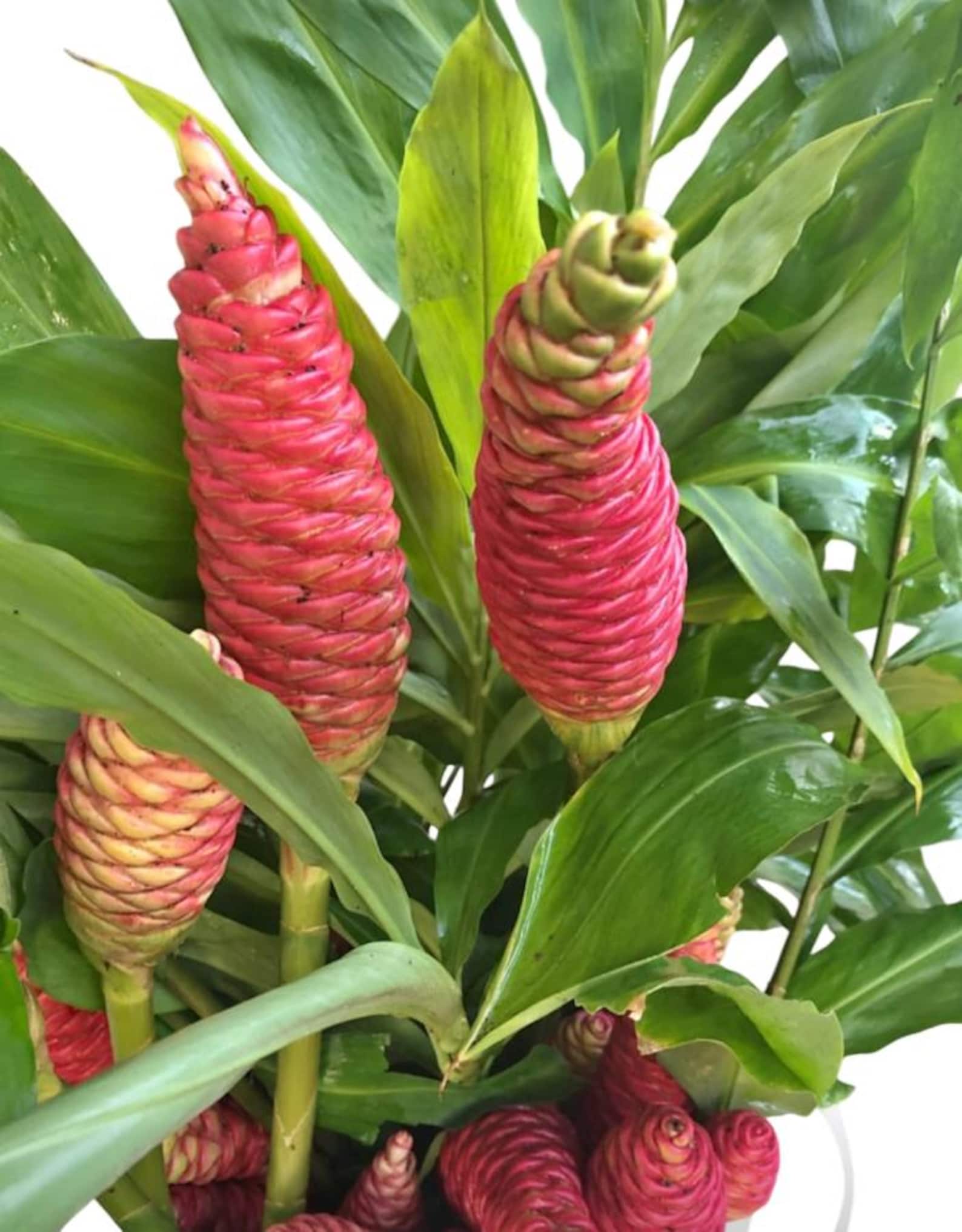 6 Fresh Shampoo Ginger Plant Rhizomes Shampoo Ginger Roots Zingiber
