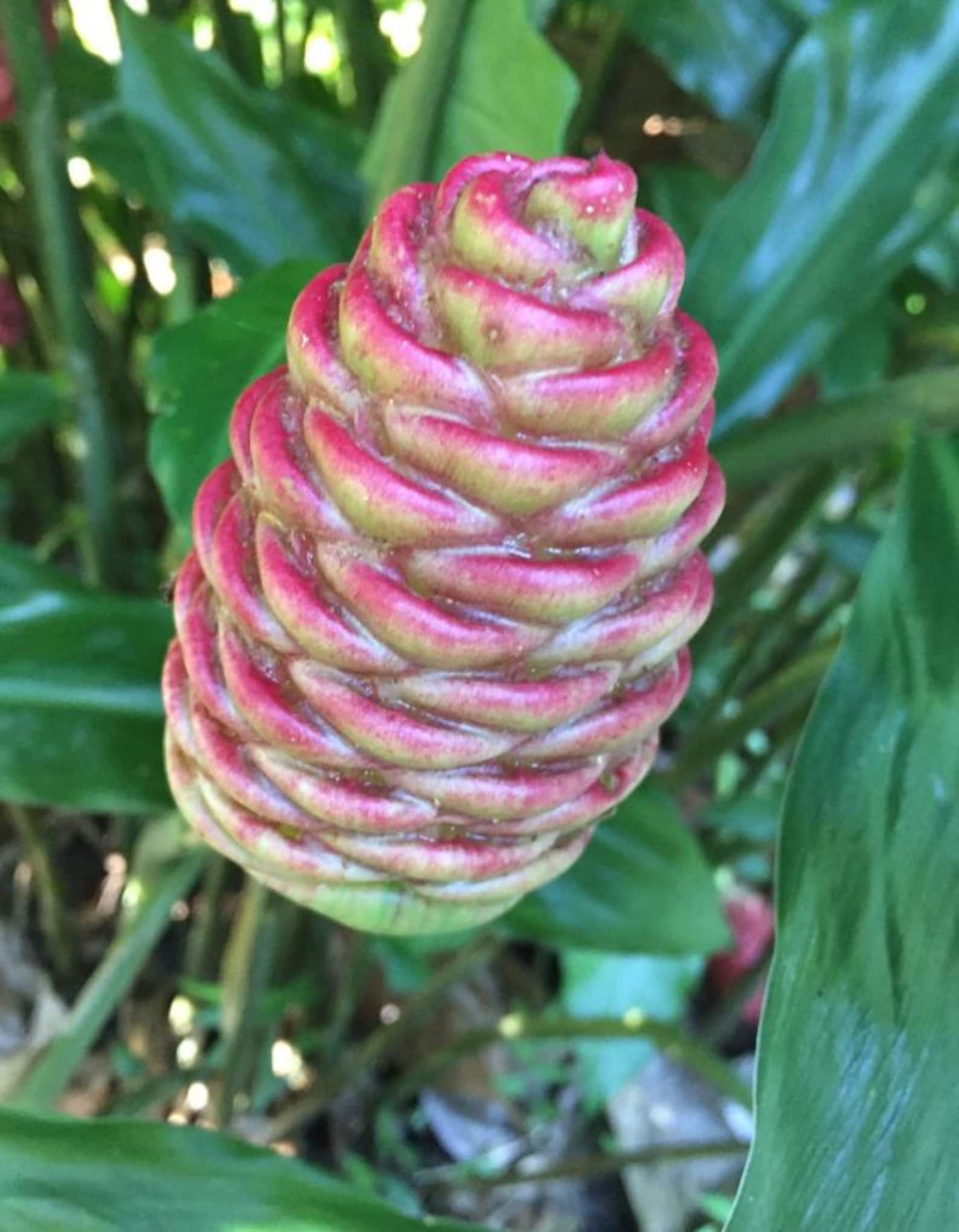 4 Fresh Shampoo Ginger Plant Rhizomes Shampoo Ginger Roots Zingiber ...