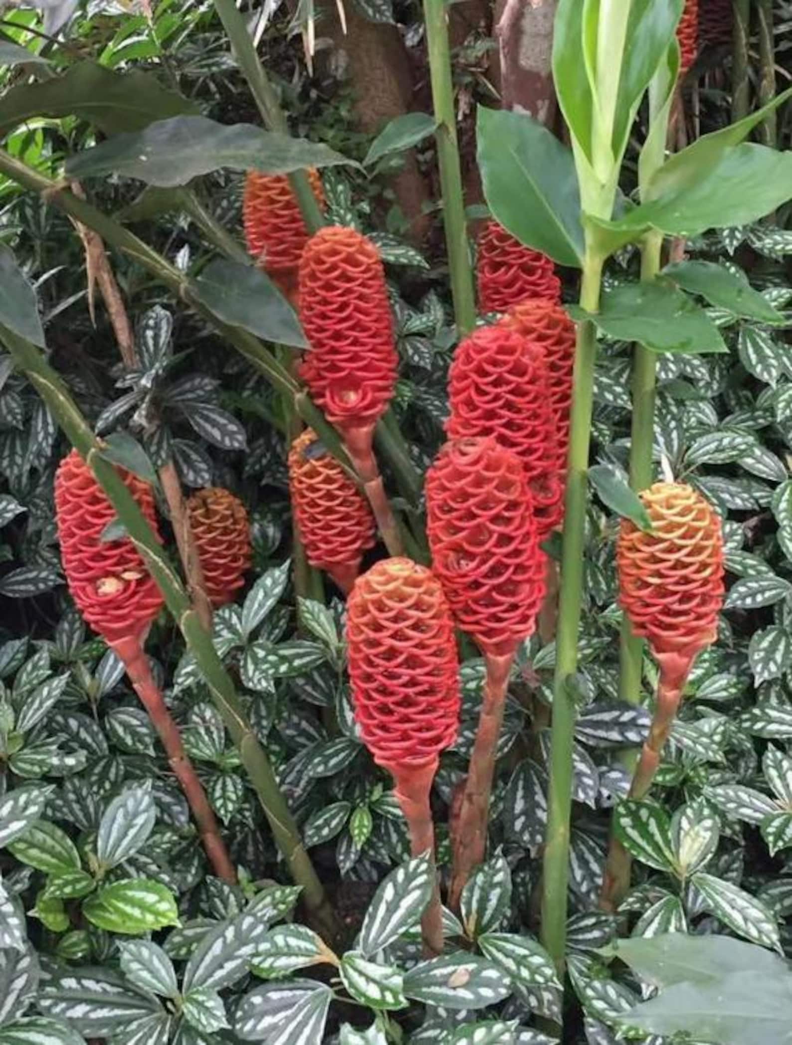 4 Fresh Shampoo Ginger Plant Rhizomes Shampoo Ginger Roots Zingiber