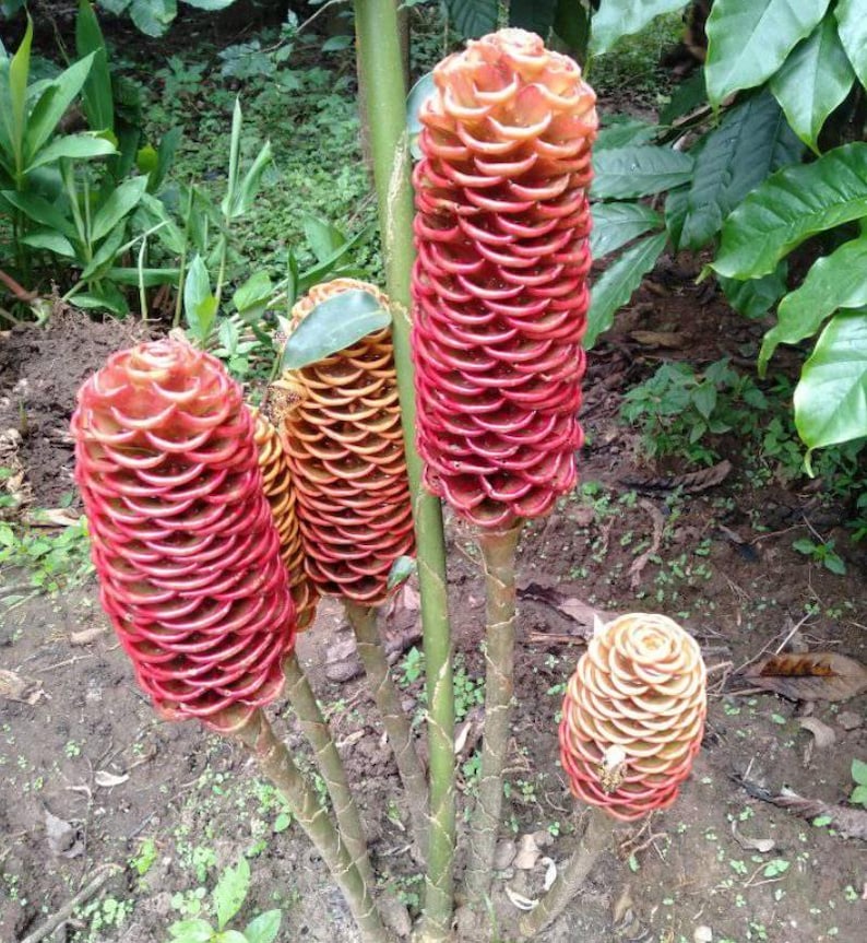 4 Fresh Shampoo Ginger Plant Rhizomes Shampoo Ginger Roots Zingiber ...
