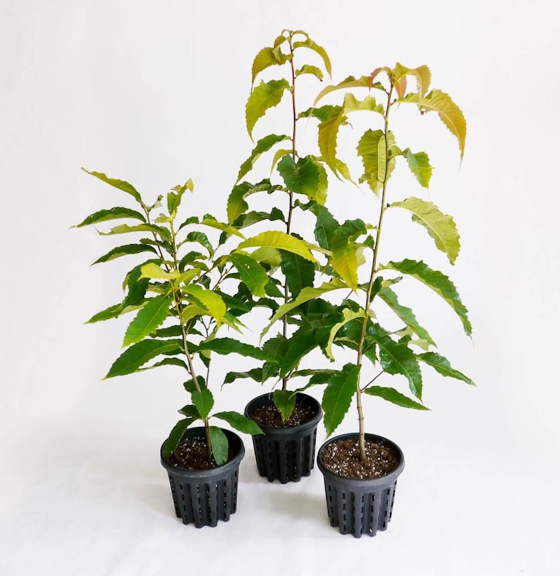 Chestnut Tree - Castanea Dentata Tall 10-30" (ship No Pot) - Etsy