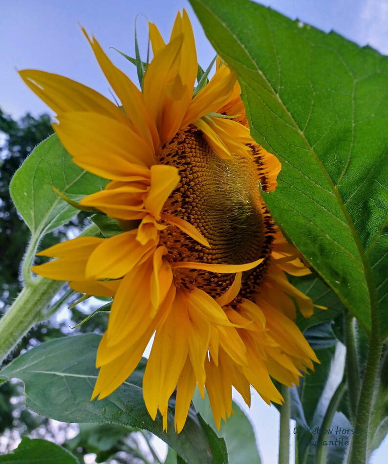 Arikara Sunflowers / 50 Seeds or 25 Seeds / Naturally Grown - Etsy