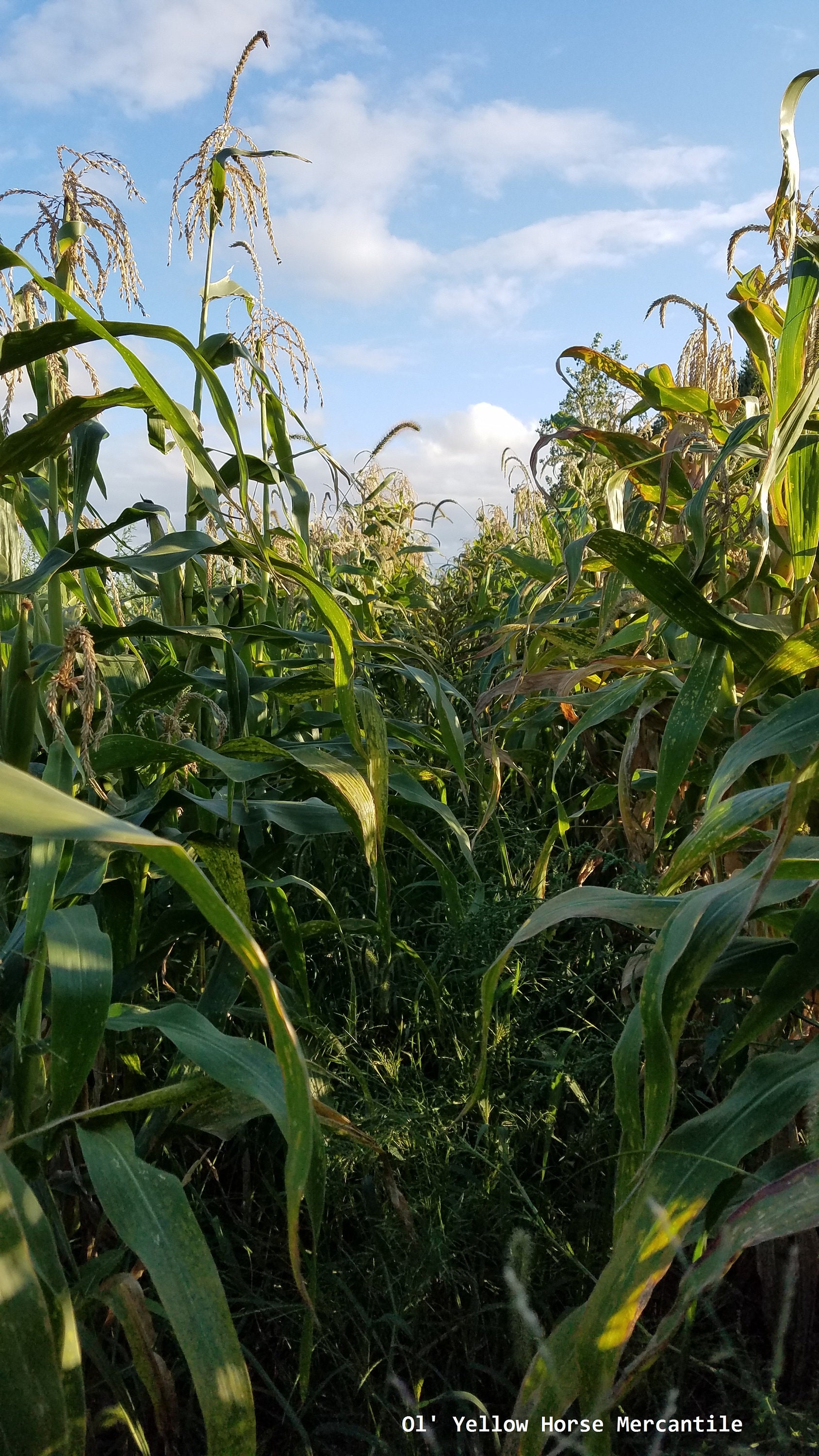 Baby Blue Popcorn Seeds / Mini Corn / 50 Seeds / Heirloom Open ...