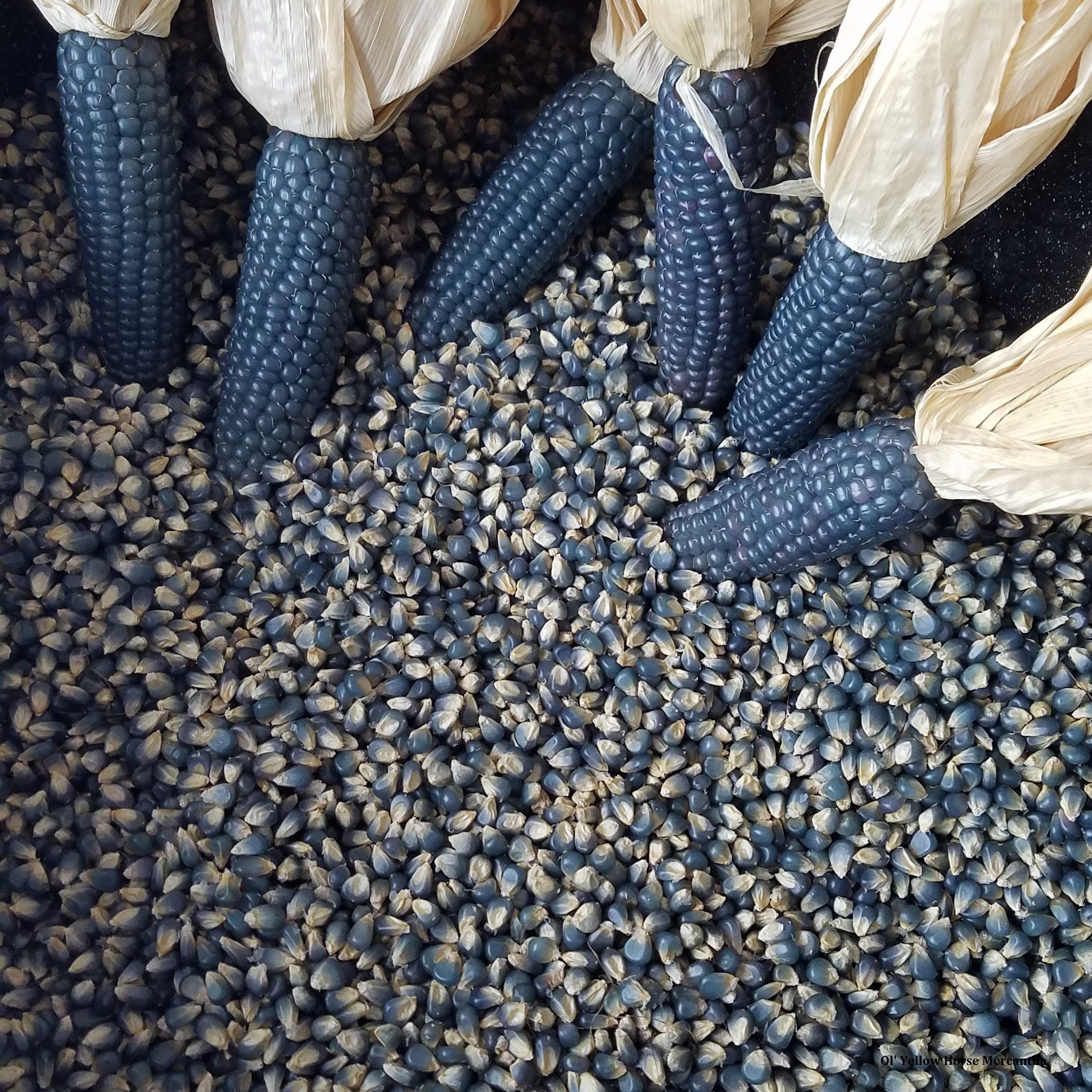 Baby Blue Popcorn Seeds / Mini Corn / 50 Seeds / Heirloom Open ...