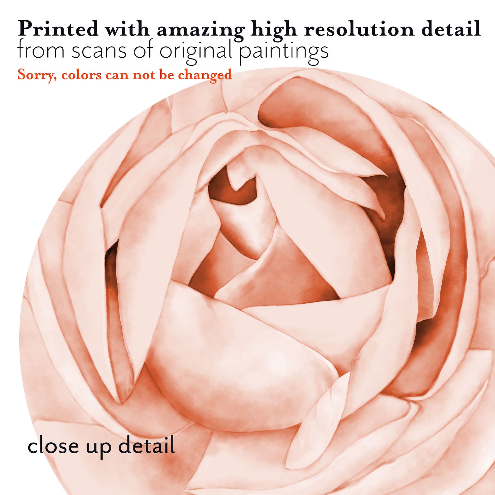 Floral Wallpaper Decals Blush Pink Roses Wall Decals Set of 3 | Etsy