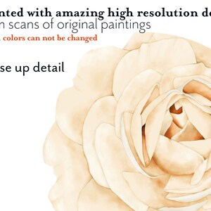 Single Cream Rose Wall Decal. Made From Removeable Wallpaper Material ...