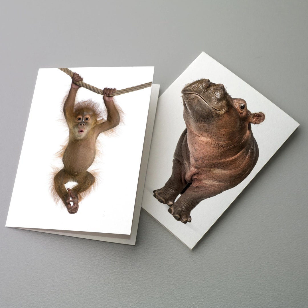 24 Baby Animal Greeting Cards Funny Baby Creatures All Occasion ...