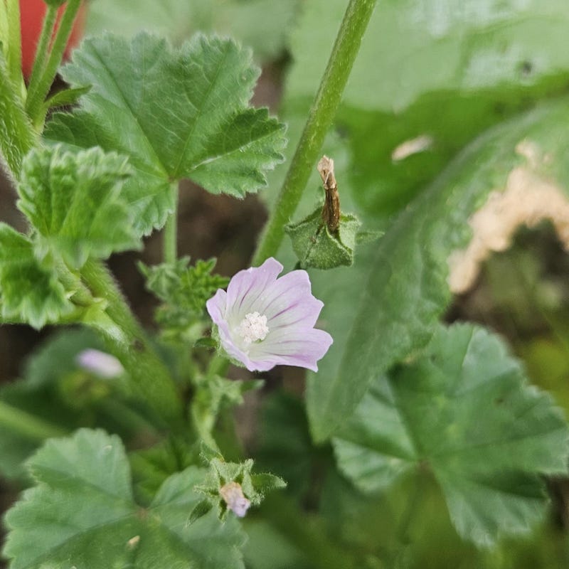 Mallow Plant - Etsy