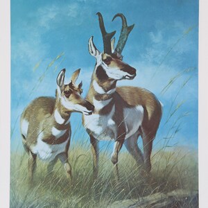 Pronghorn Antelope by Peter Darro - Etsy