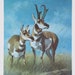 Pronghorn Antelope by Peter Darro - Etsy
