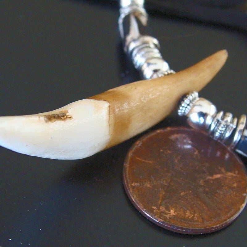 Wolf Tooth Necklace - Etsy