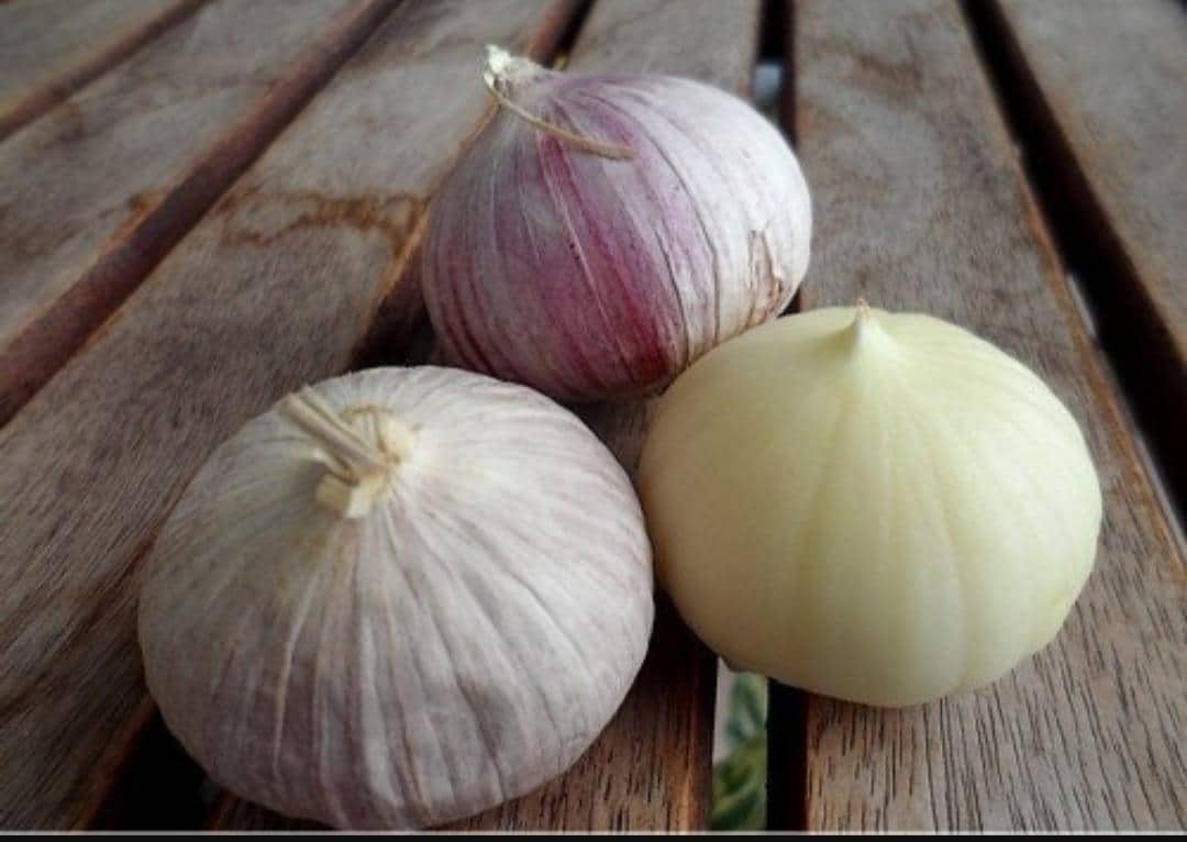 Solo Garlic: Single Clove, Mild & Sweet Flavor - Etsy.de