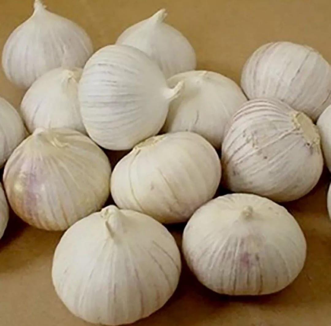 Solo Garlic: Single Clove, Mild & Sweet Flavor - Etsy