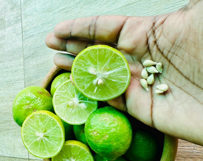 10 Lime Seeds, Tropical Lime Seeds, Thai Key Lime Seeds, Citrus Seeds ...