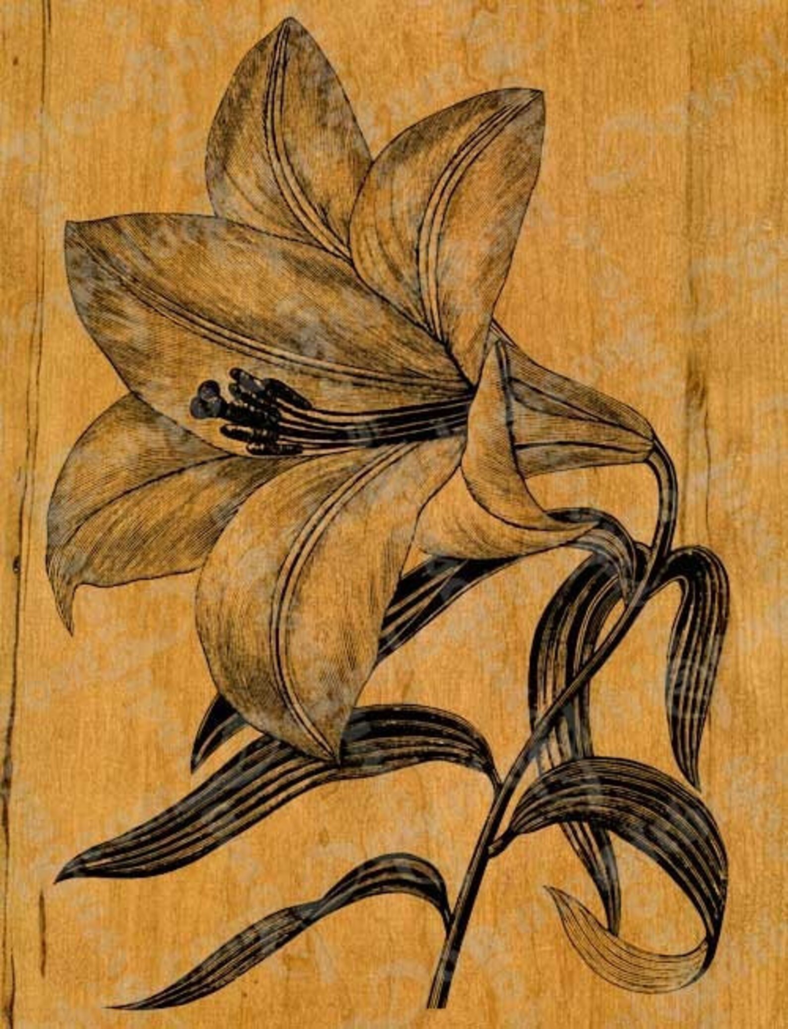 Vintage Lilly Illustration Instant Download - Etsy