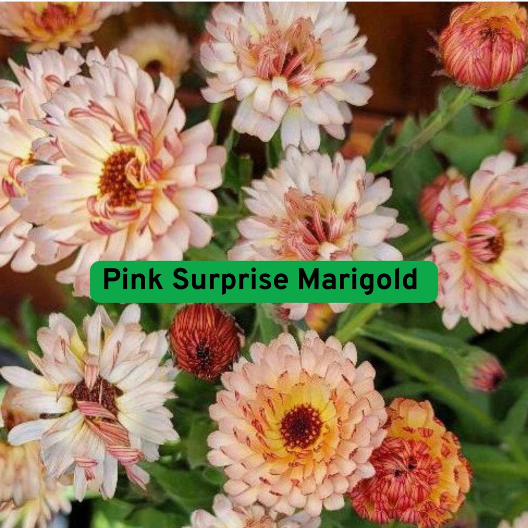 25 Pink Surprise Marigold Seeds, Rare Heirloom Variety With Soft Pink ...