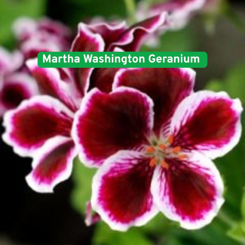 25 Martha Washington Geranium Seeds, Regal Pelargonium, Bold Blooms ...