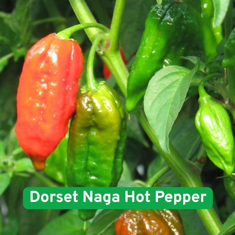 25 Dorset Naga Hot Pepper Seeds, Extremely Hot Chili, Non GMO Heirloom ...