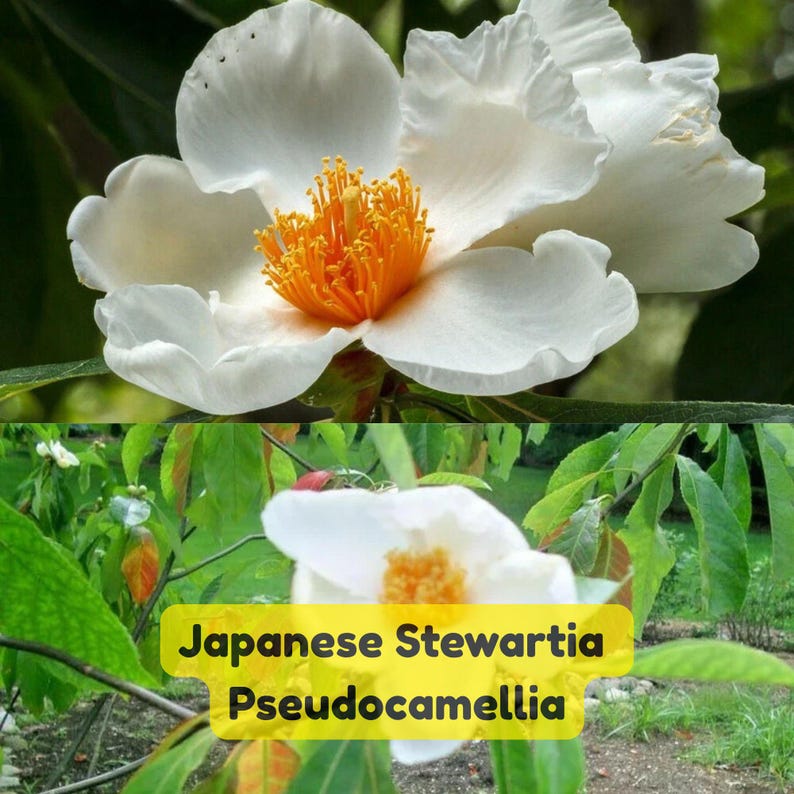 Japanese Stewartia Tree Seeds: Showy Fall Color, Camellia-like Blooms ...
