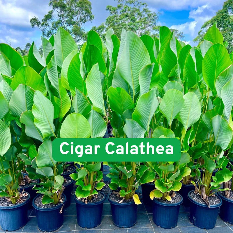 Calathea - Etsy