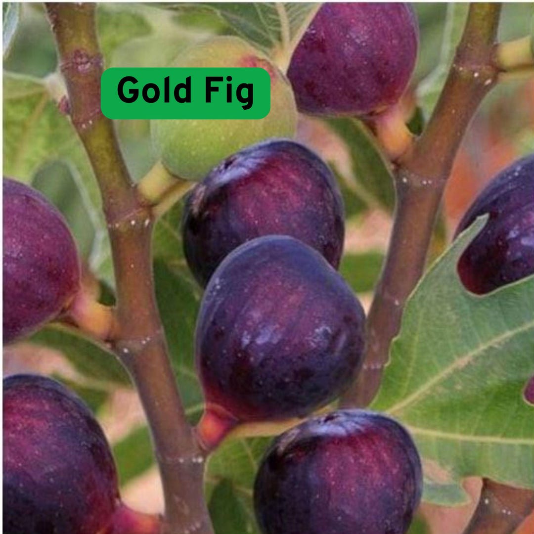 100 Gold Fig Seeds, Sweet Yellow Fruit, Rare Heirloom Tree for Warm ...