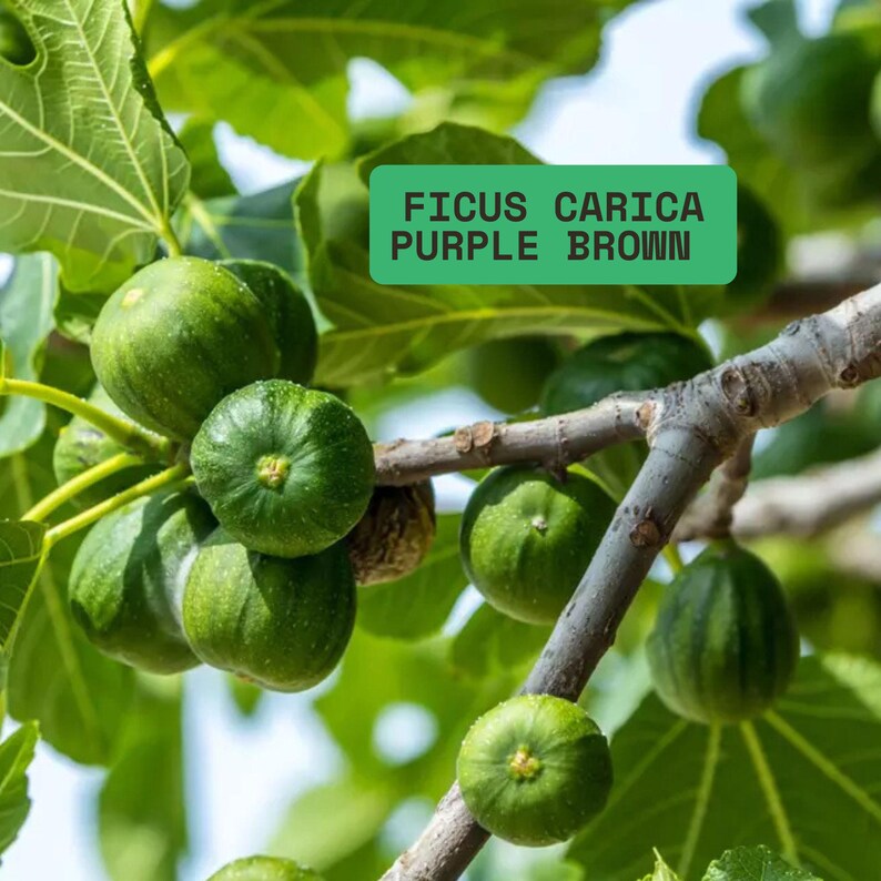 Edible Fig Tree 30 Seeds: Ficus Carica, Sweet Heirloom Variety - Etsy