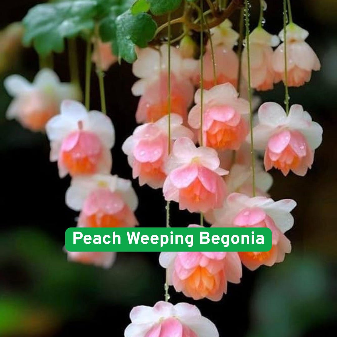 25 Peach Weeping Begonia Seeds, Cascading Shade Flowers for Hanging ...