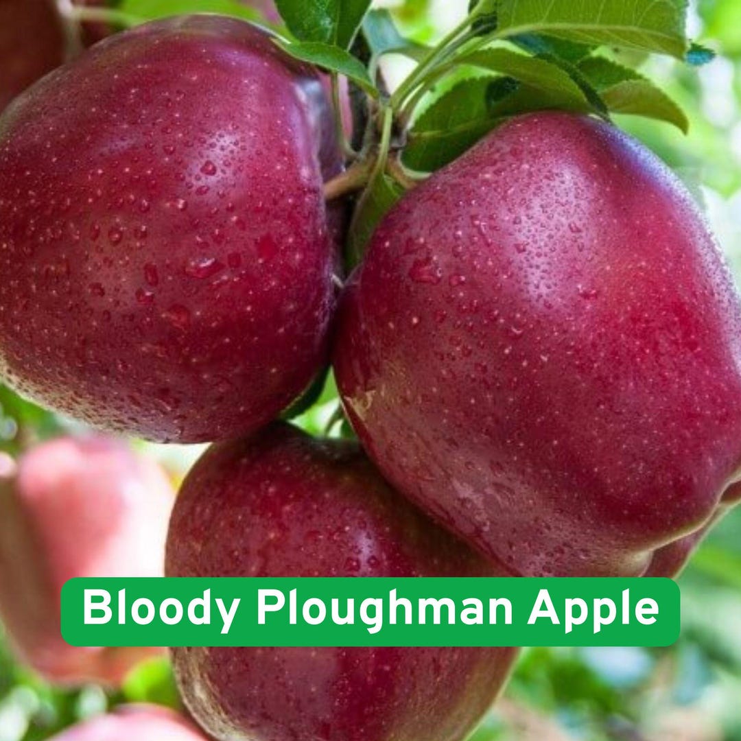 Bloody Ploughman Apple Seeds, Rare Red Heirloom Variety - Etsy